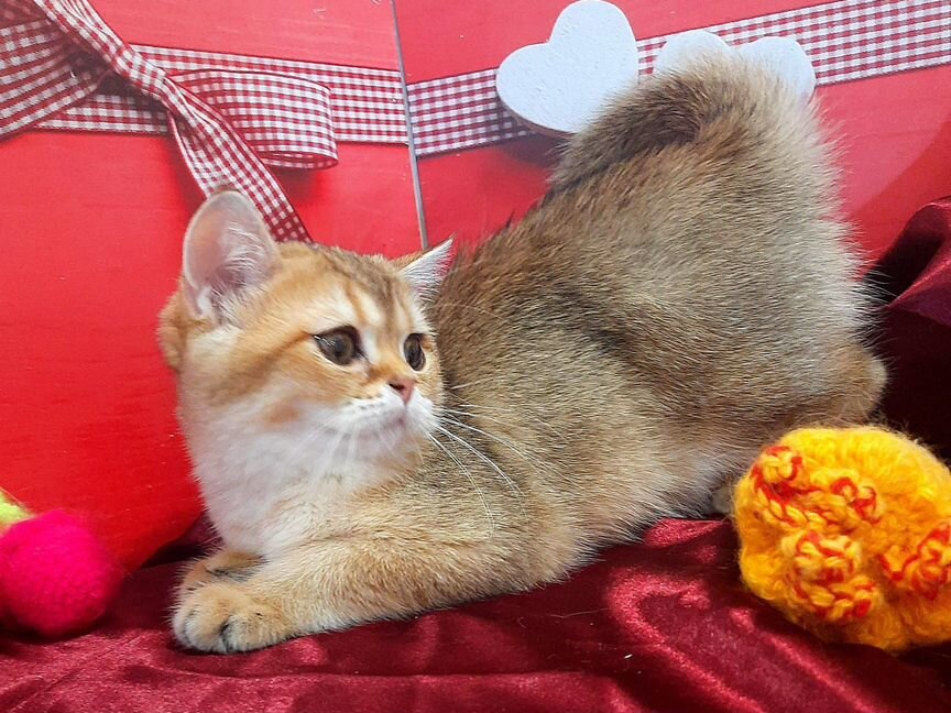 Шотландские котята с документами