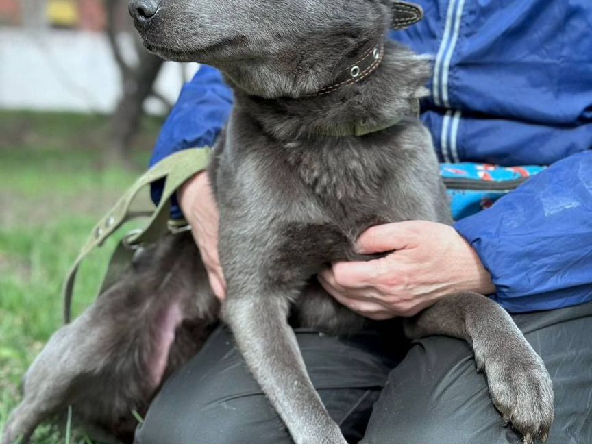 Небольшая собака Мальва из приюта Некрасовка