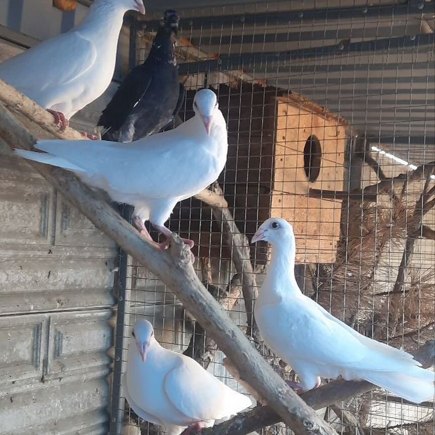 Голубь почтарь