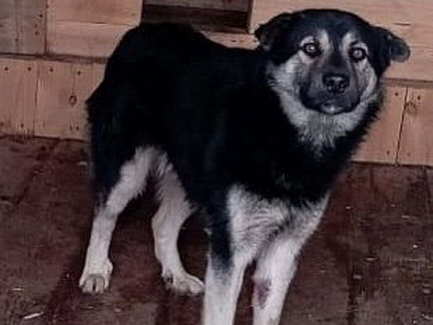 Большой красивый пес ищет дом