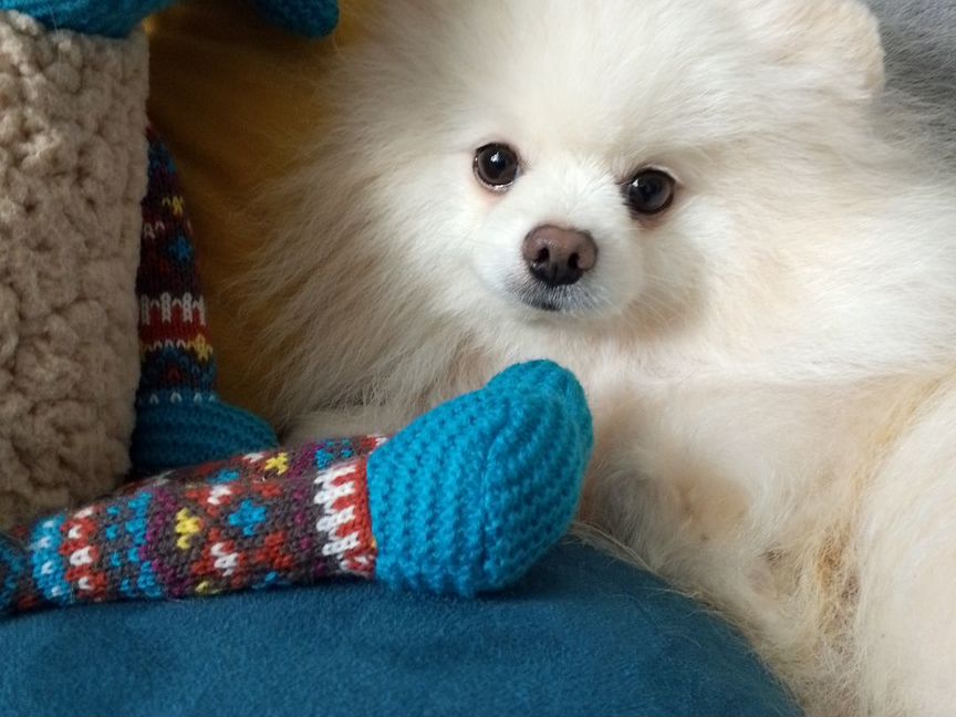 Померанский шпиц