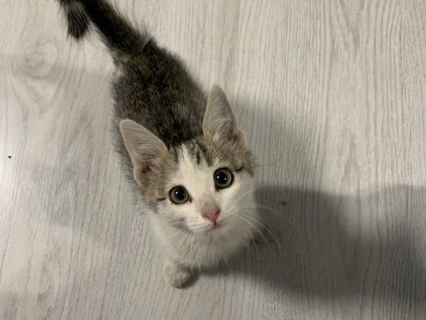 Котенок ищет семью