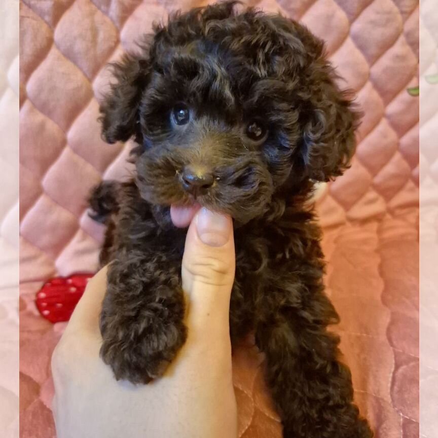 Пудель, щенок