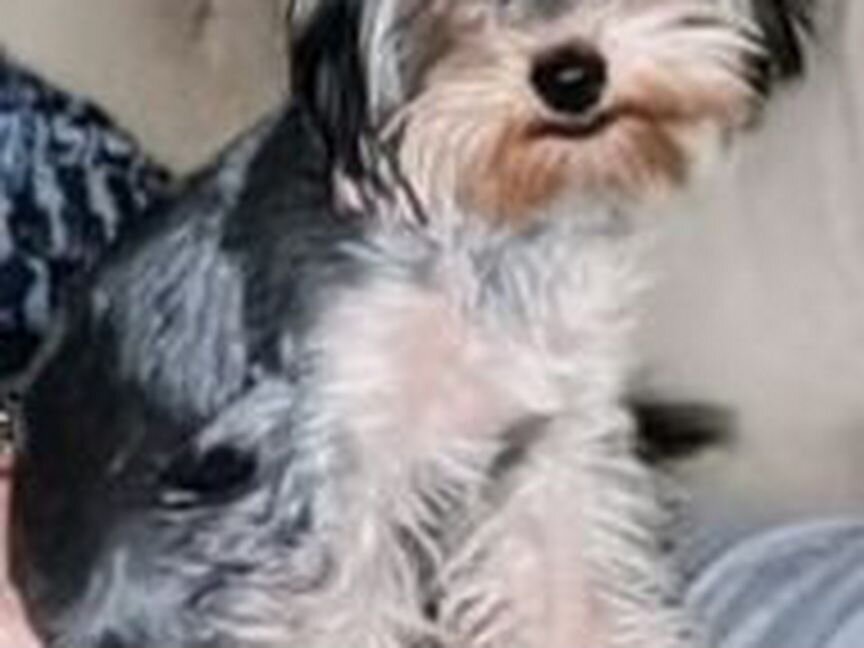 Йоркширский терьер