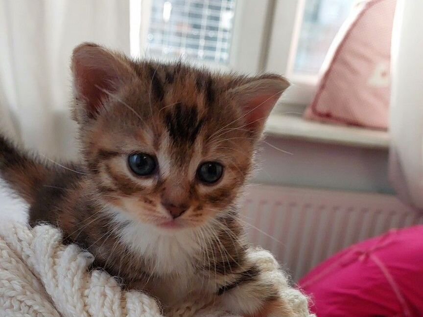 Котенок ищет семью