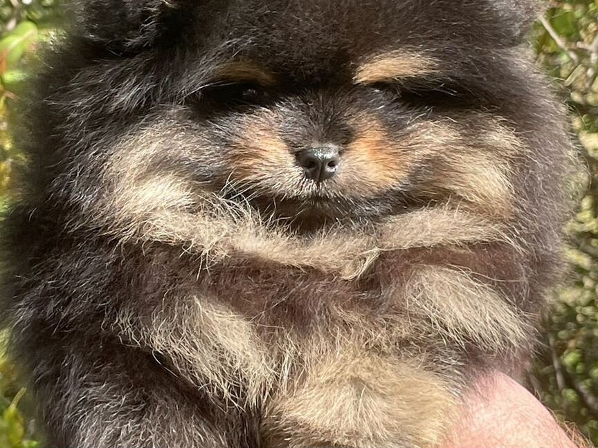 Щеночек померанского шпица