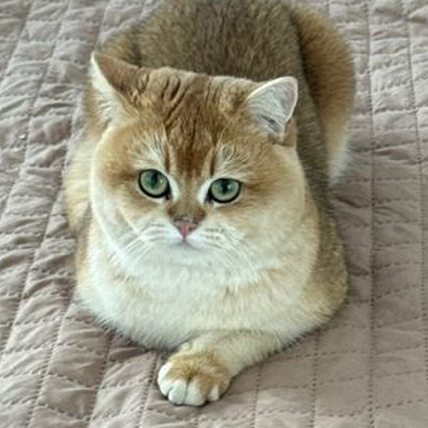 Шотландский прямоухий длинношёрстный, взрослый кот