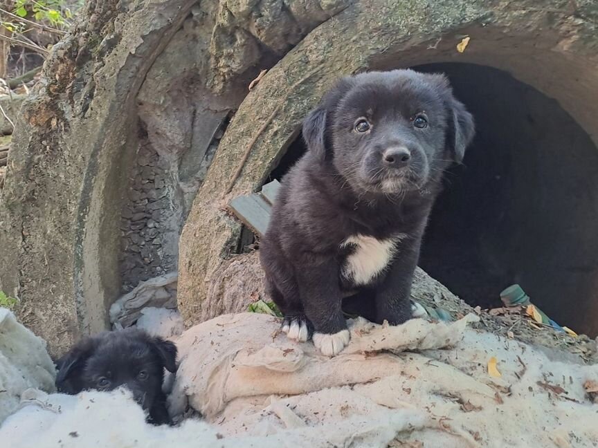 Щеночки колобочки