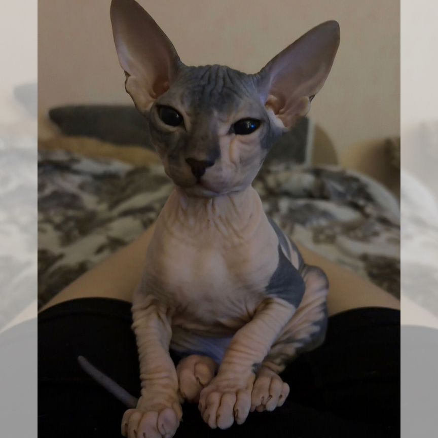 Донской сфинкс котенок