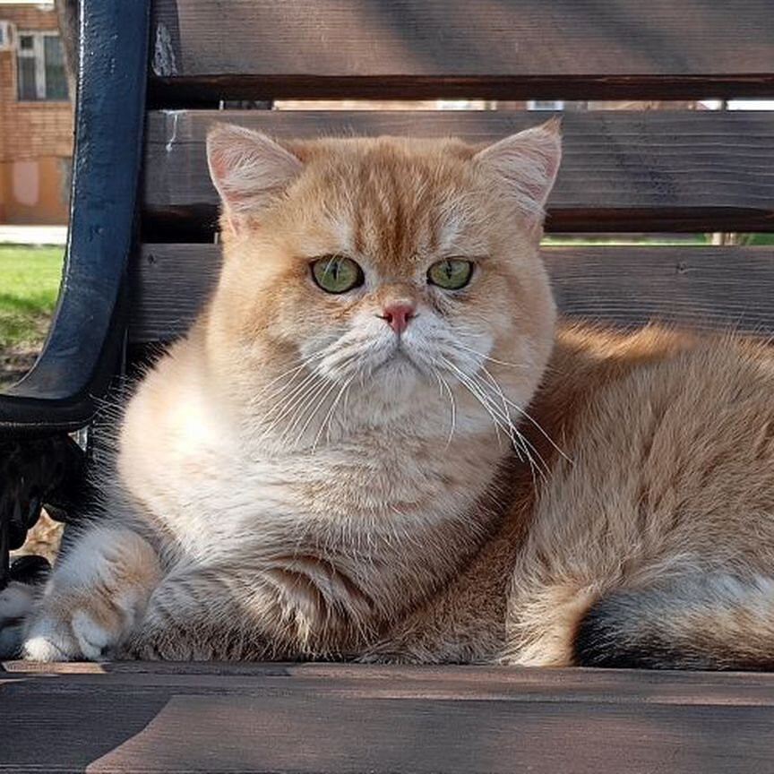 Британский короткошёрстный, взрослый кот