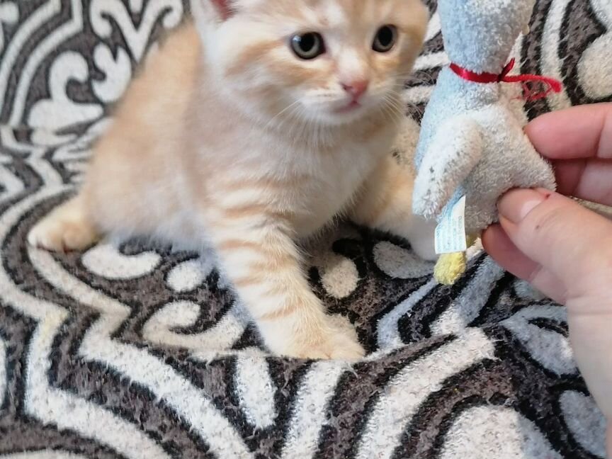Британский котенок