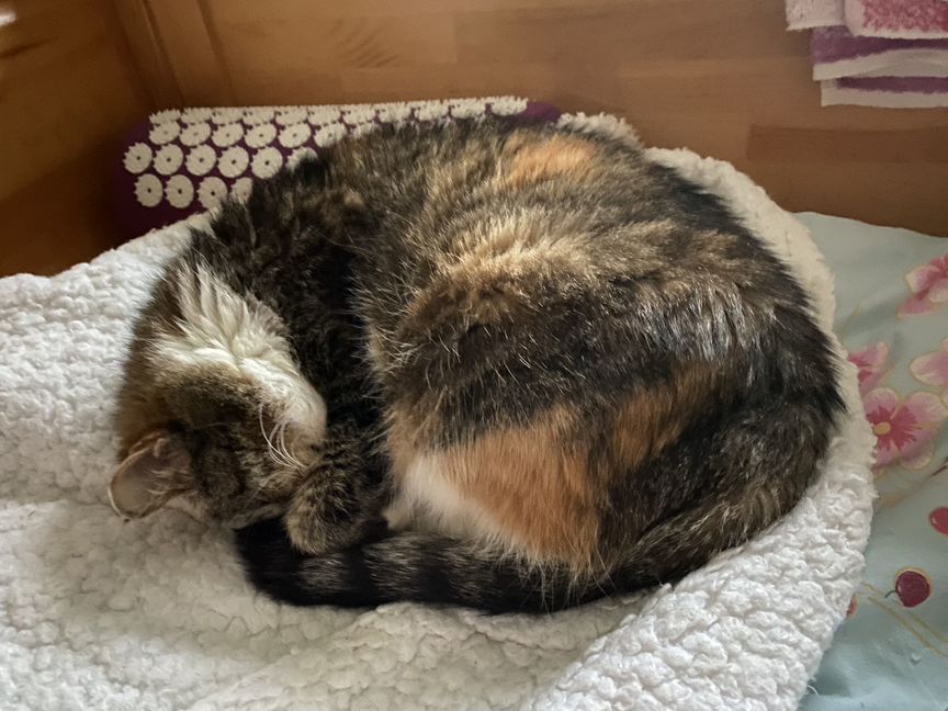 Чудесная кошка в добрые оуки