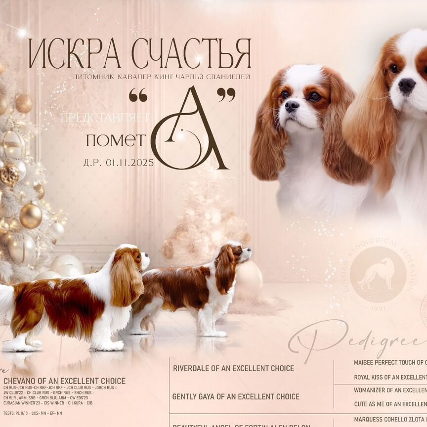 Кавалер кинг-чарльз-спаниель, щенок