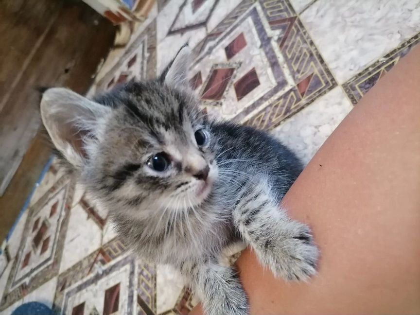 Котята в добрые руки мальчики