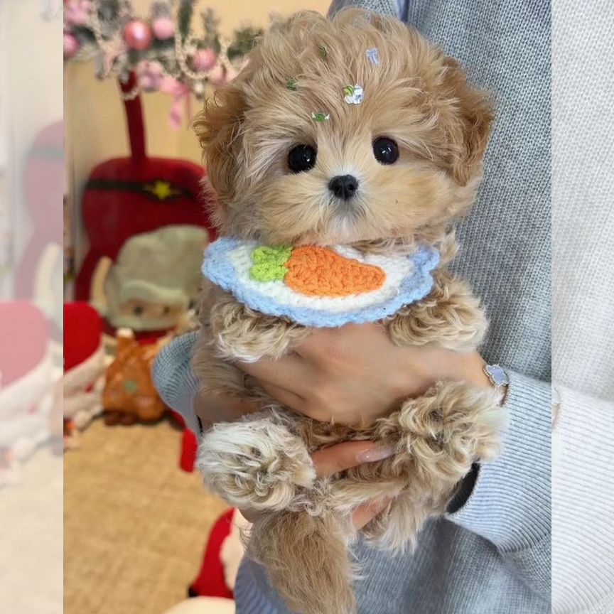 Мальтипу, щенок