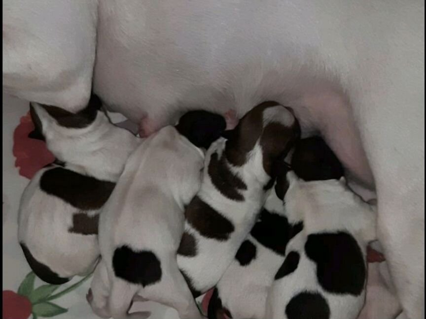 Джек Рассел терьер