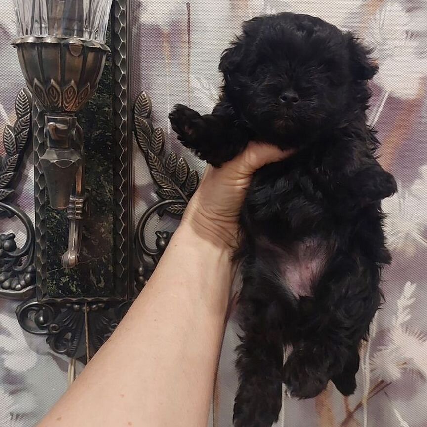 Мальтипу, щенок