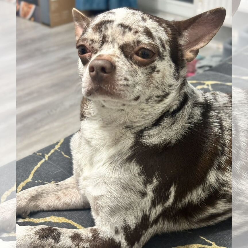 Чихуахуа, взрослая собака