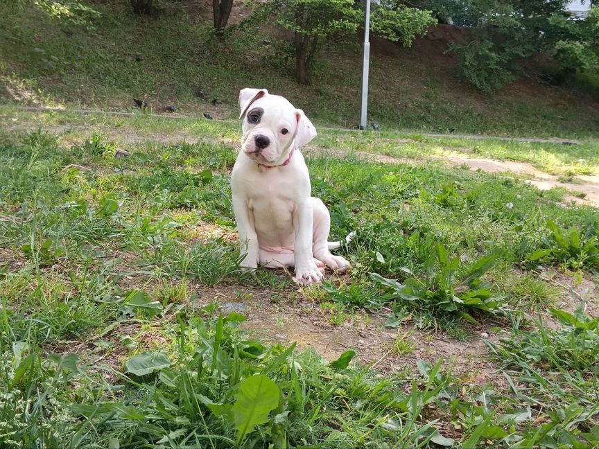 Американский бульдог щенки