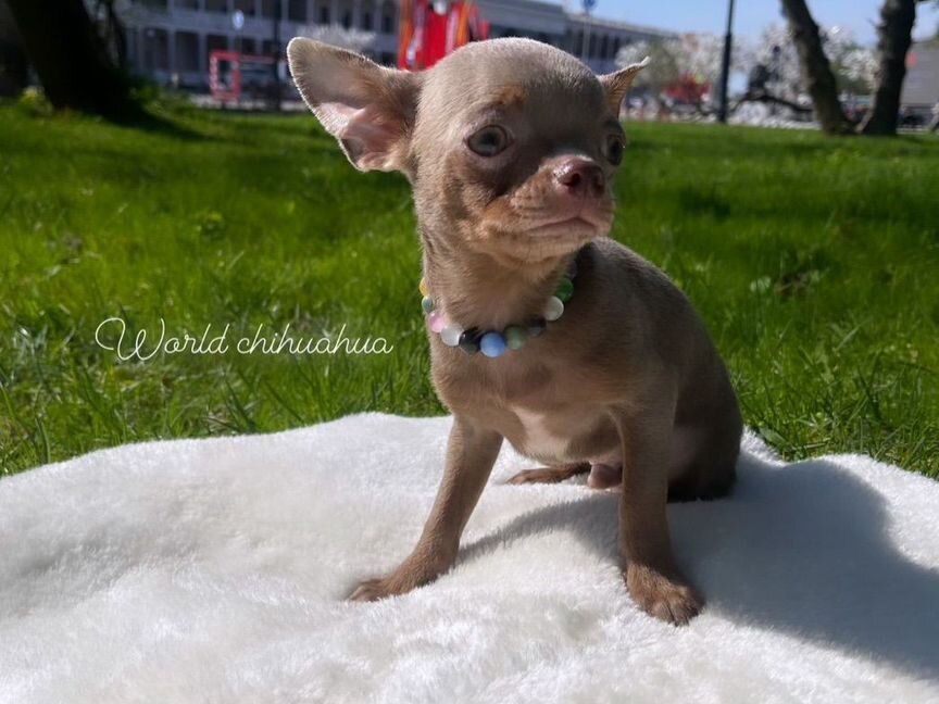 Лиловый Супер Мальчишка