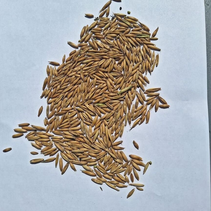 Продовольственный овес