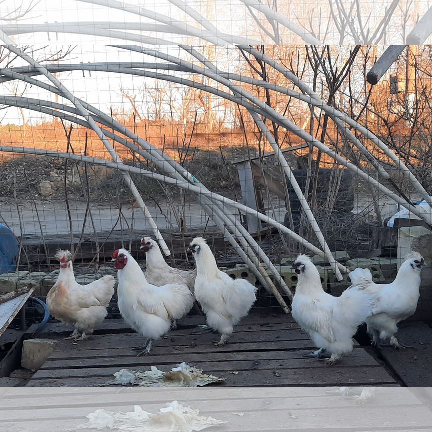 Китайские шелковые, не чистокровная порода