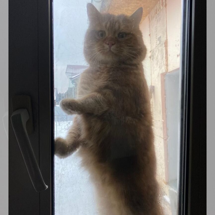 Кот Рыжий