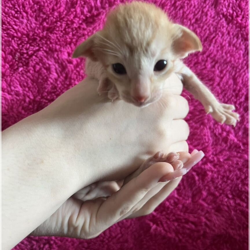 Ориентальный котёнок
