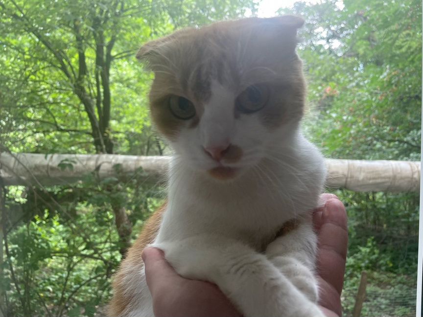 Хотим отдать в хорошие руки двух кошек (вислоухая
