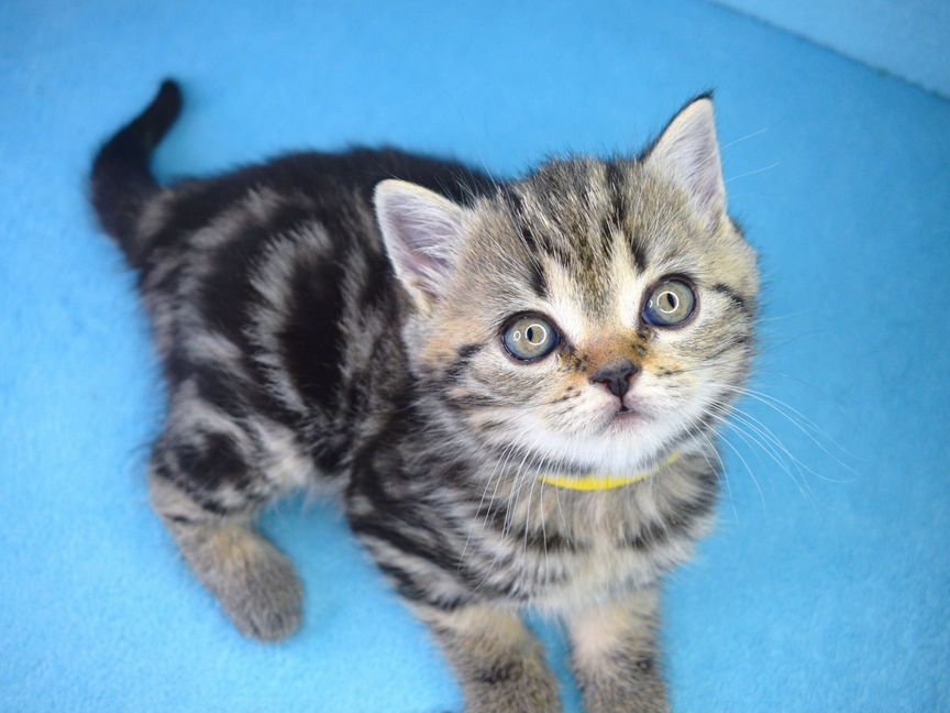 Шотландские котята