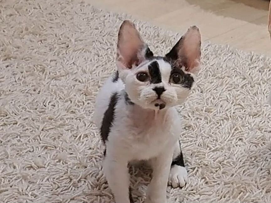 Котик девон рекс