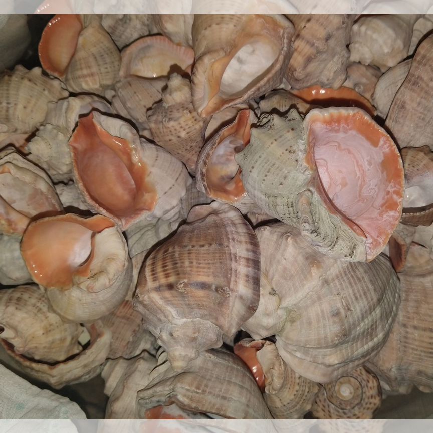 Ракушка натуральная морская
