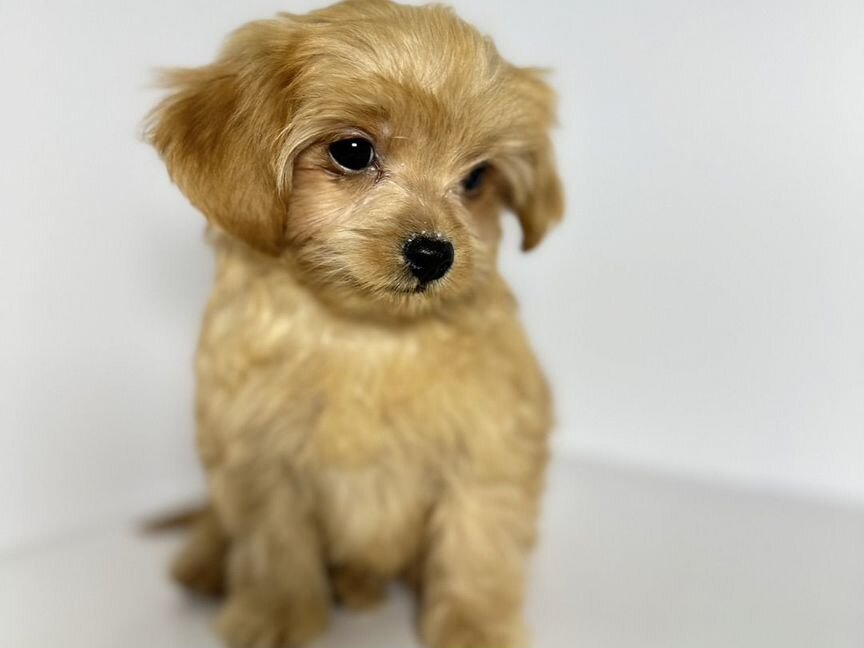 Мальтипу f1 девочка