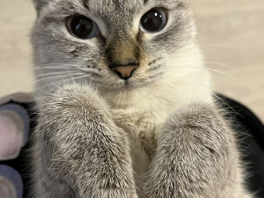 Кошки в добрые руки