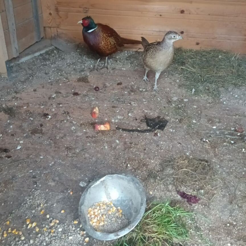 Пара охотничьих фазанов