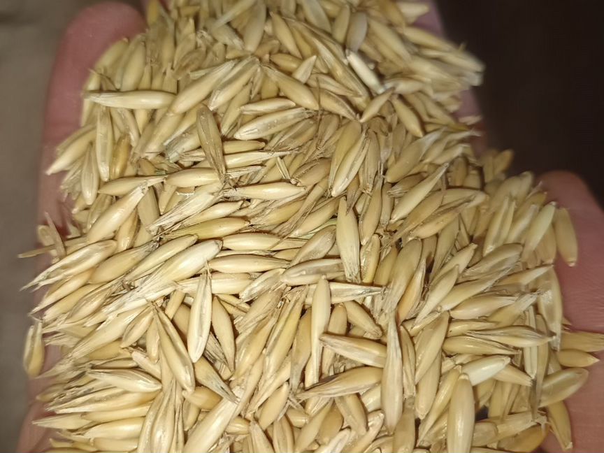 Овёс (оптом)