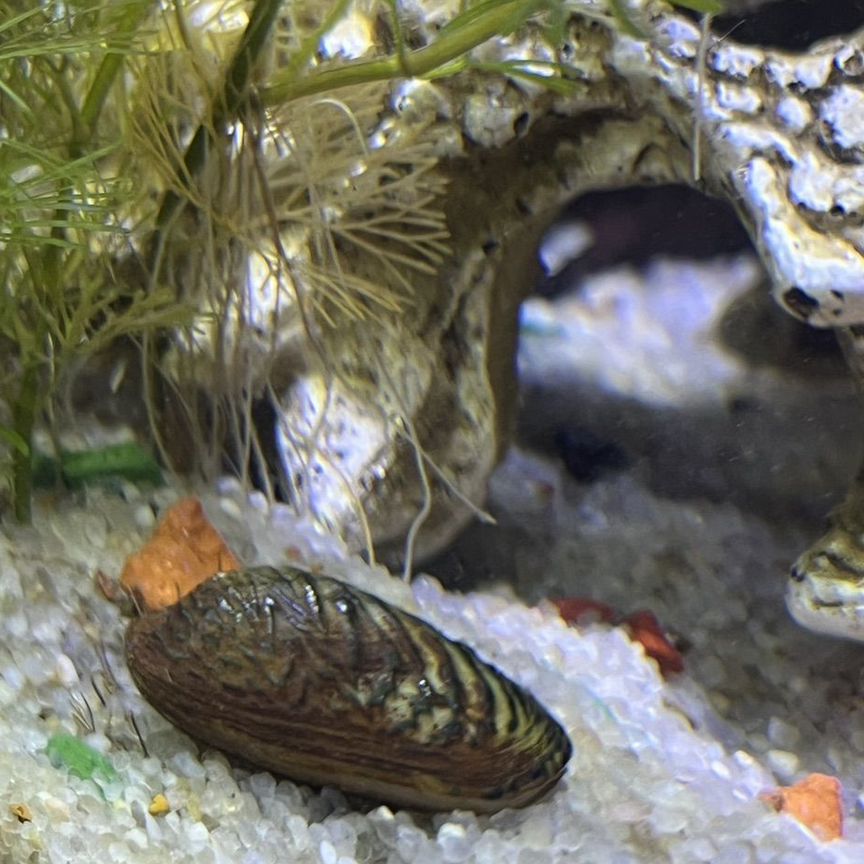 Аквариумная мидия криспата