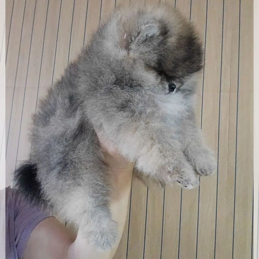 Немецкий шпиц, щенок