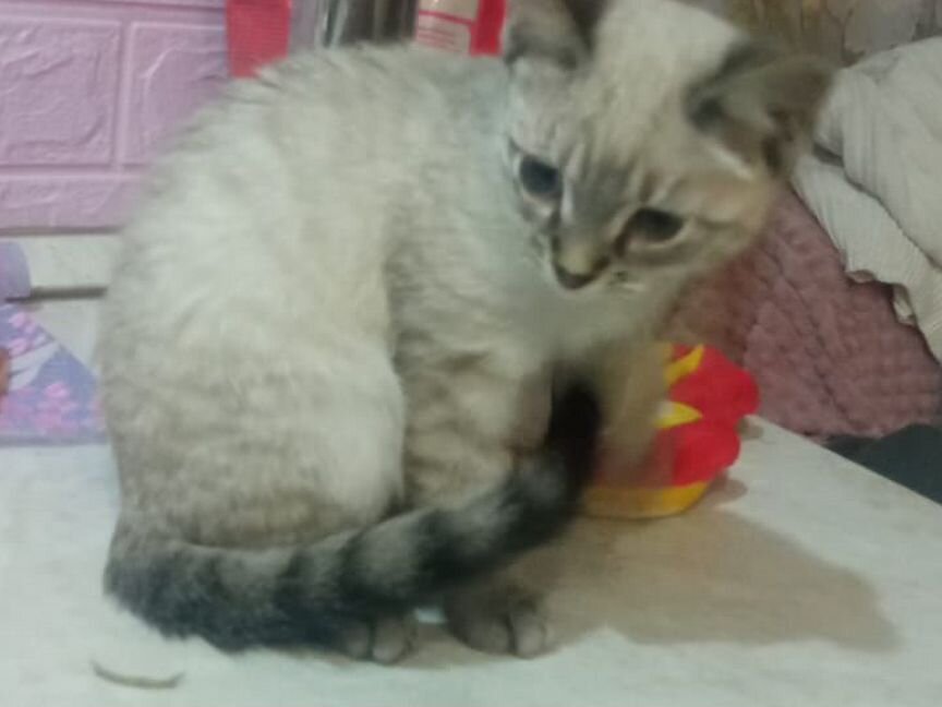 Сиамские кошки бесплатно