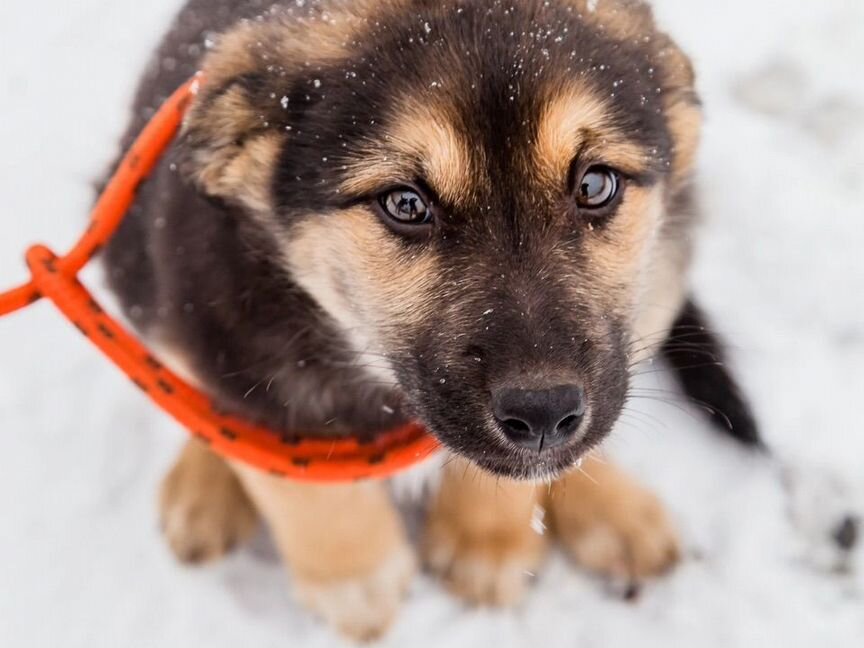 Щенок Малышка