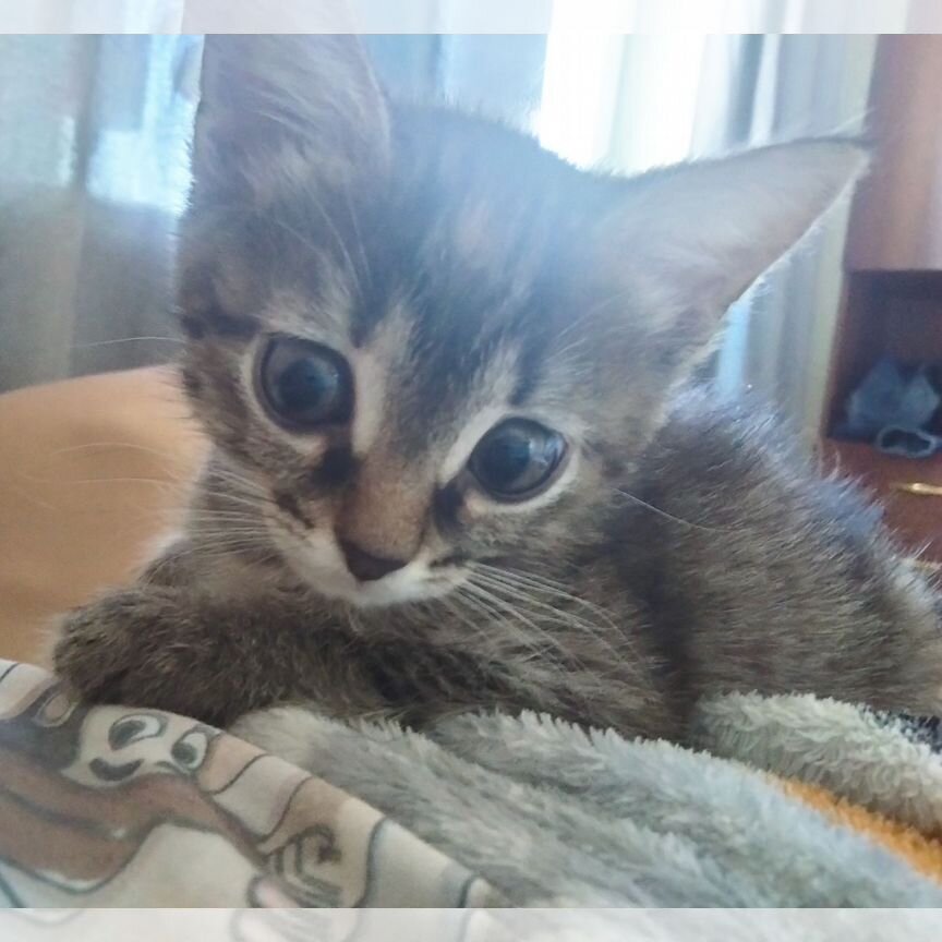 Котёнок в добрые руки