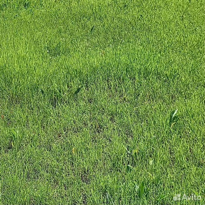 Молодые бараны