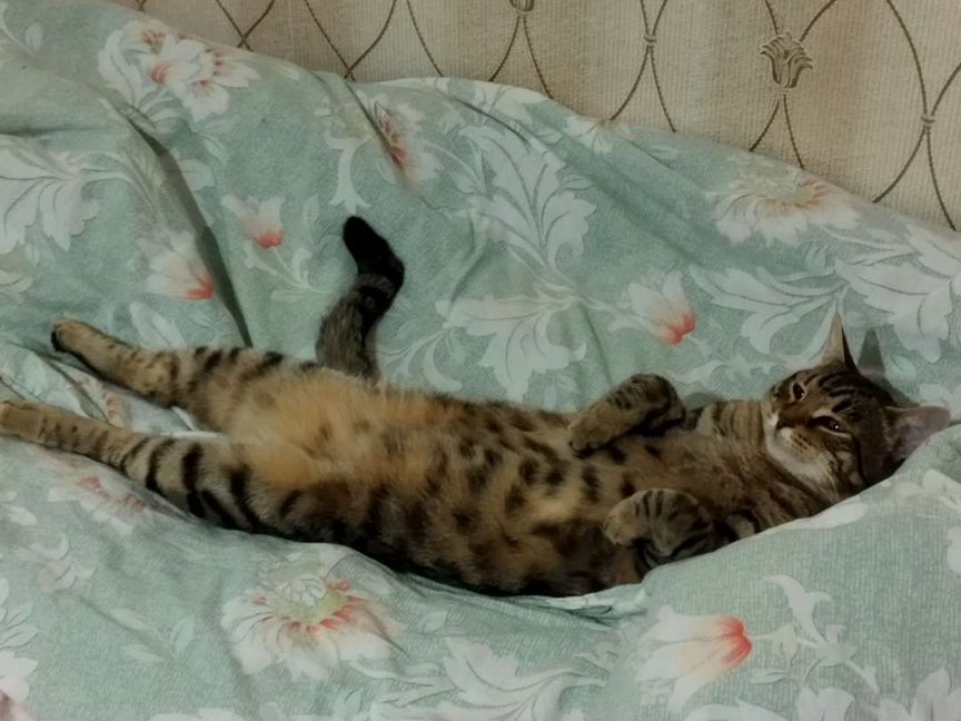 Бенгальская