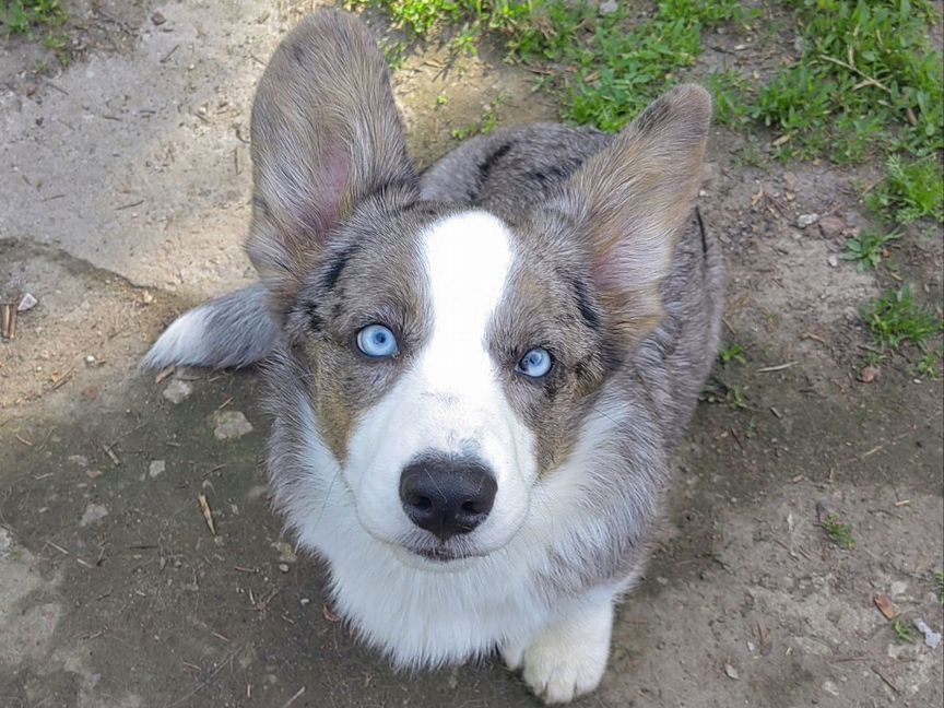 Мраморный голубоглазый кардиган