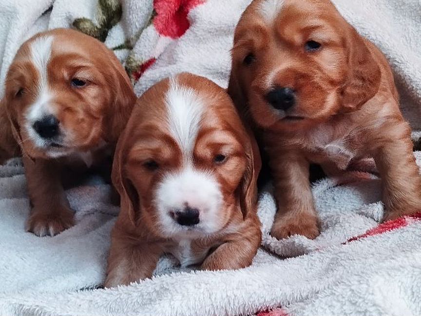 Английский кокер спаниель