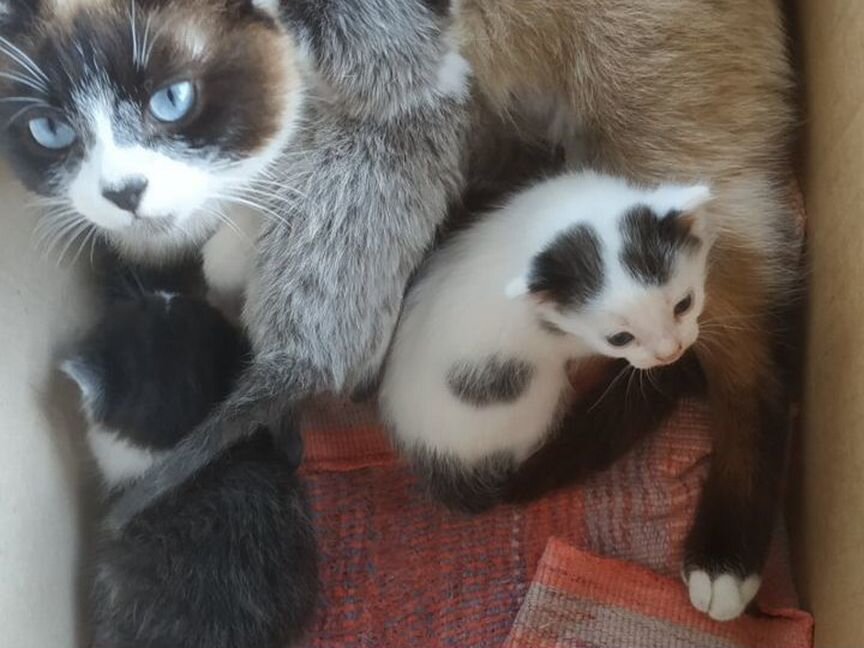 Котята в добрые руки мальчики