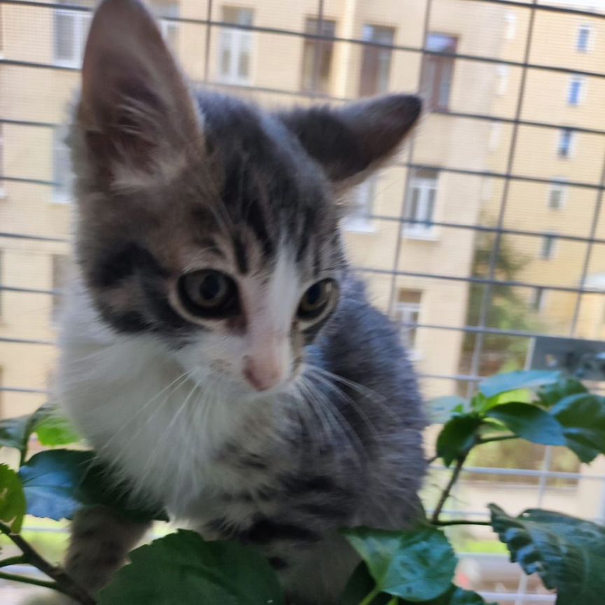 Котик петербургский чистокровный дворянин