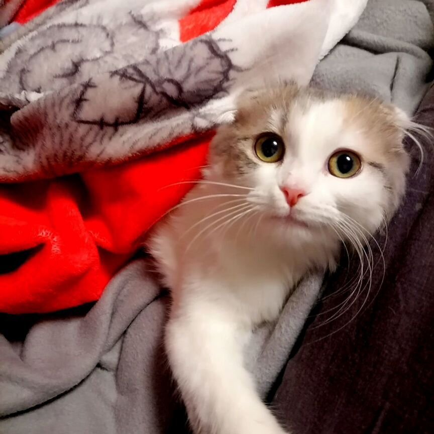 Кошка в добрые руки