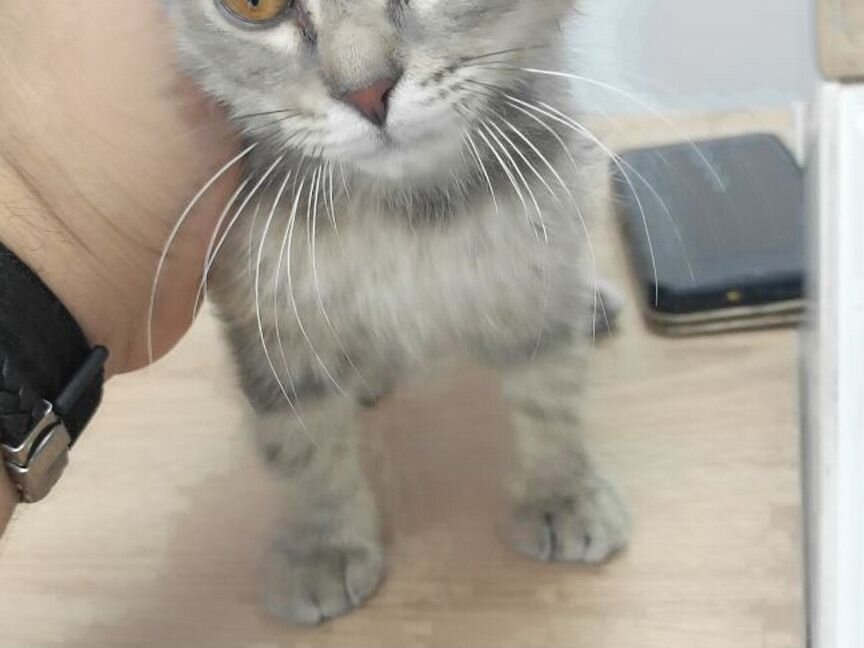 Вислоухая дворняжка