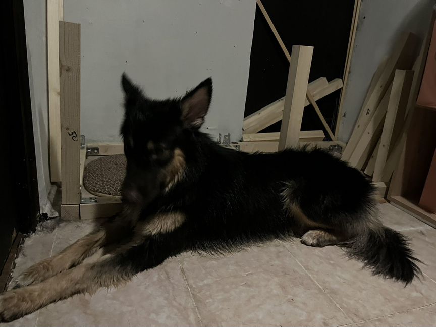 Сегодня нужен дом песелю